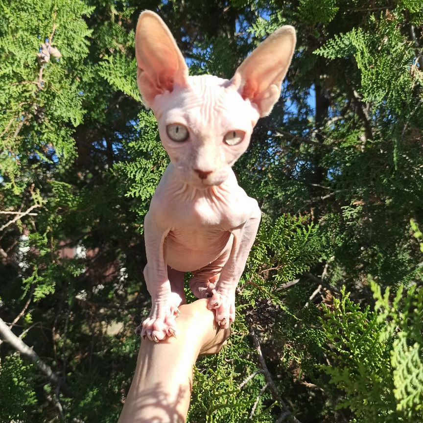 Котёнок сфинкс эльф