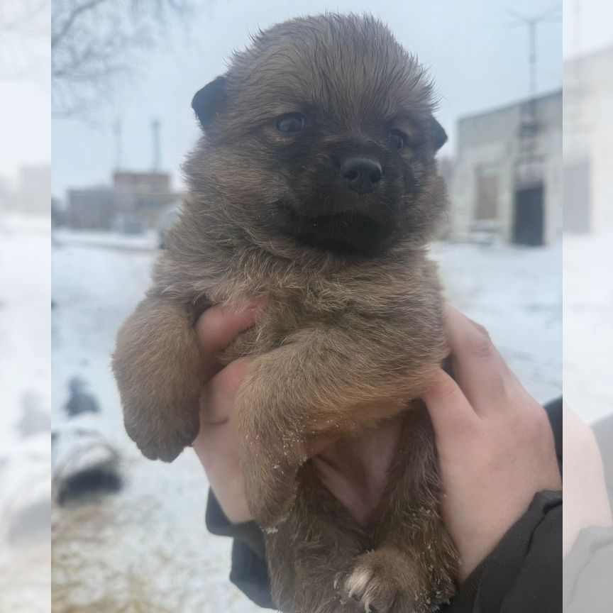 Щенок в добрые руки