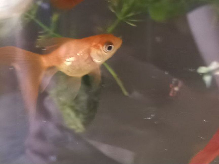 Золотая рыбка вуалехвост