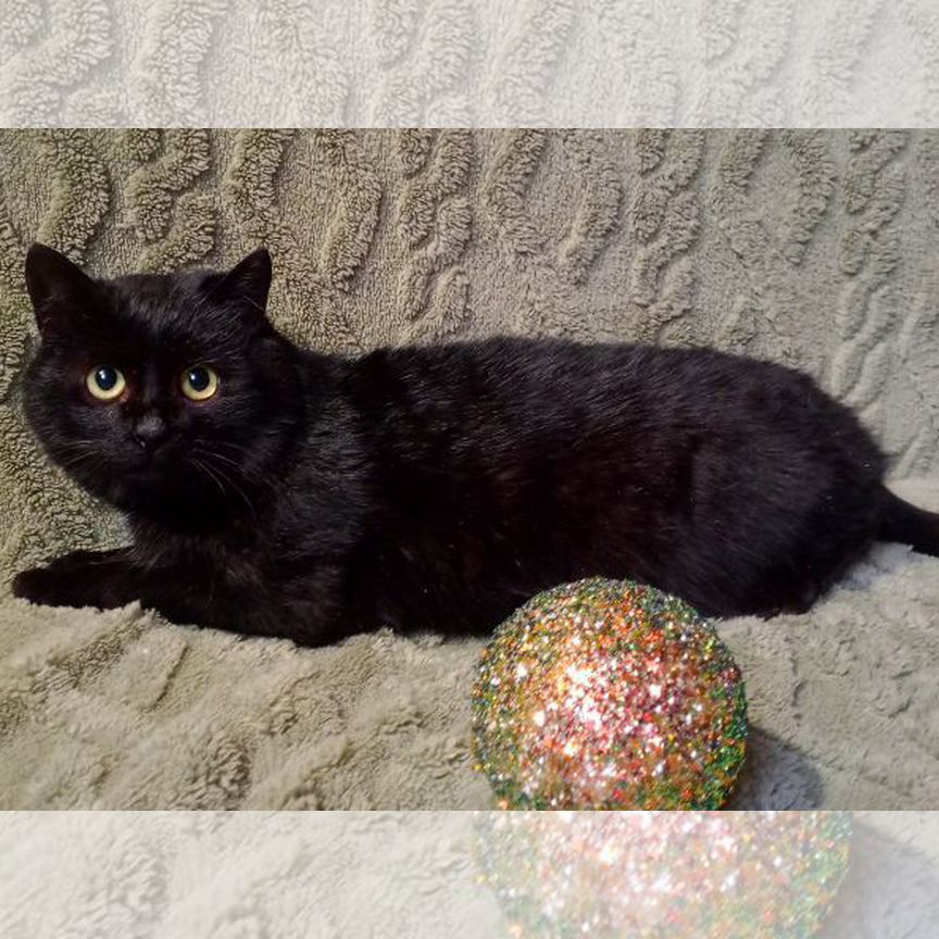 Взрослый кот в добрые руки