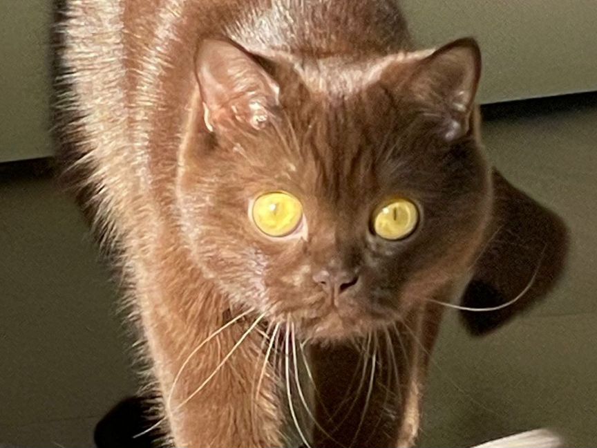 Шотландаская кошка