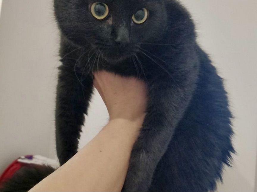 Кошка