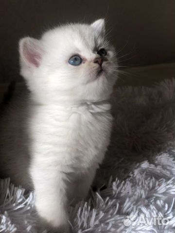 Британские котята