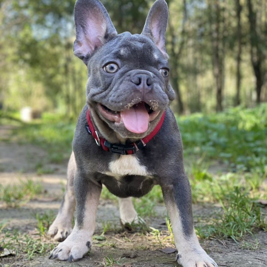 Французский бульдог лиловый