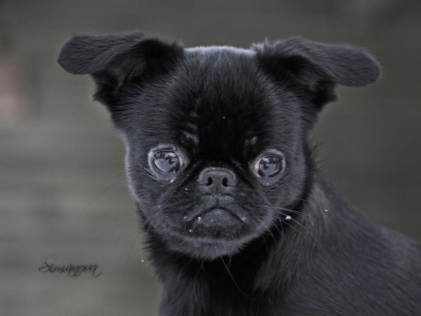 Пти брабансон