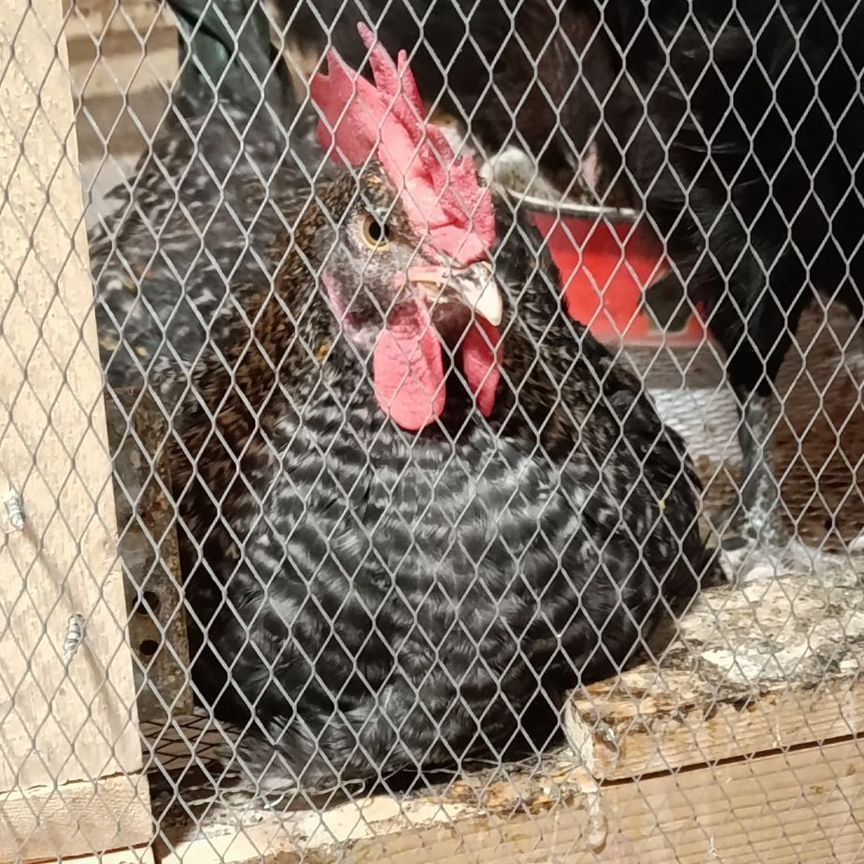 Петух молодой