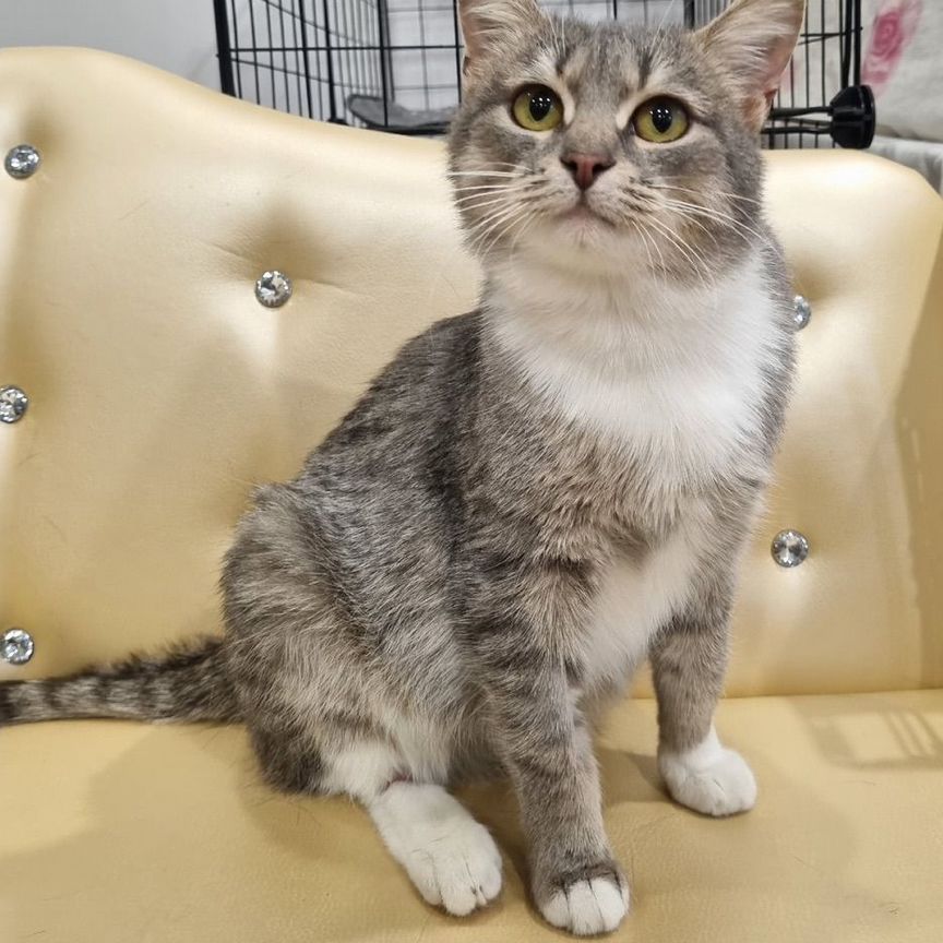 Взрослая кошка в добрые руки