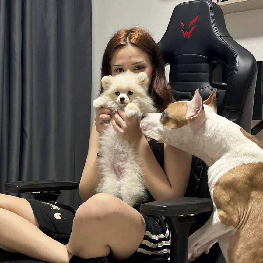 Померанский шпиц, щенок