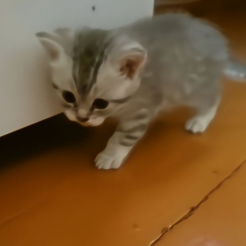 Британский короткошёрстный котёнок