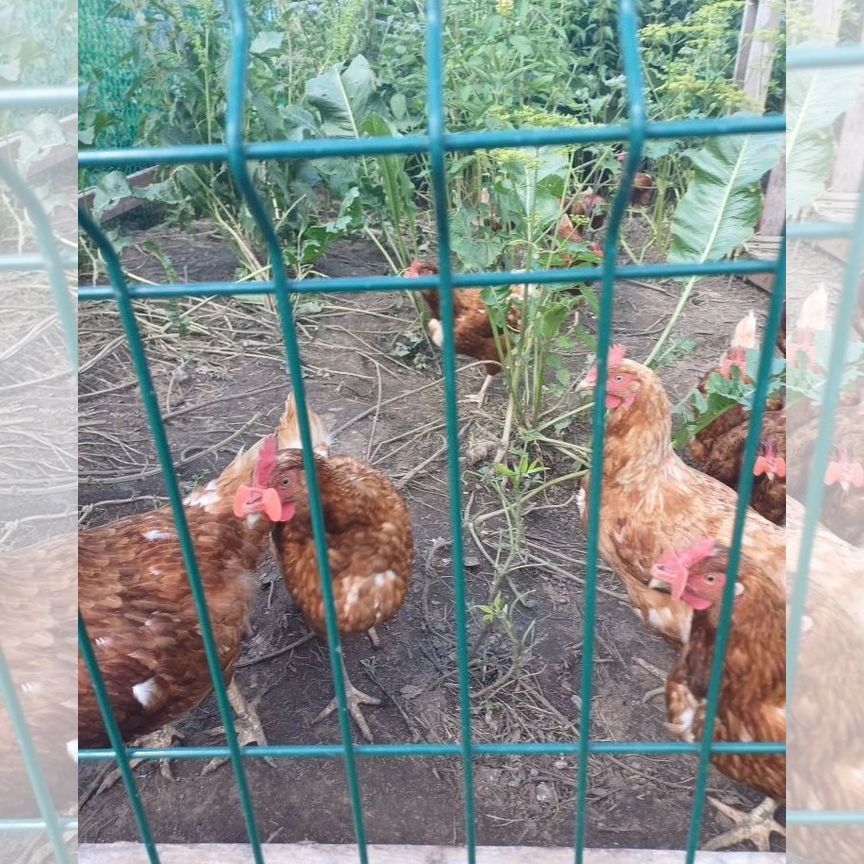 Куры несушки домашние