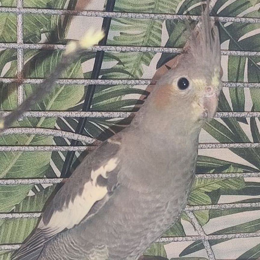 Попугай корелла