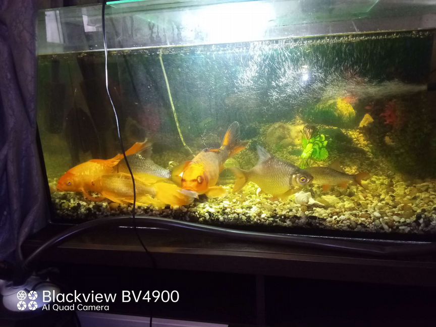 Аквариумные рыбки