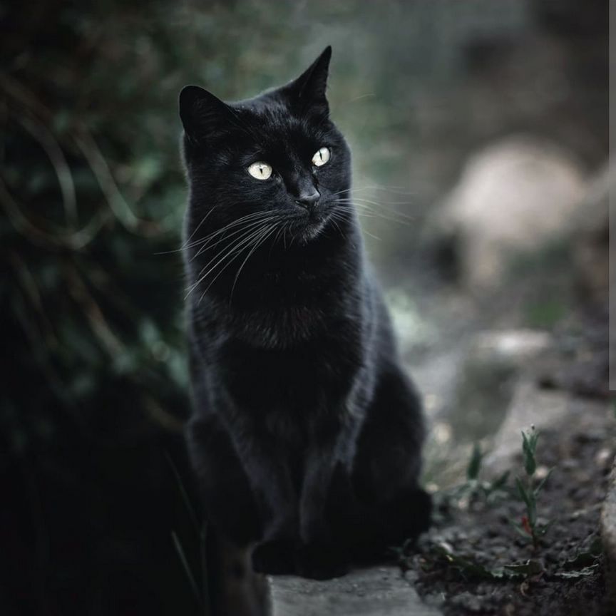 Кот огромный красавчик