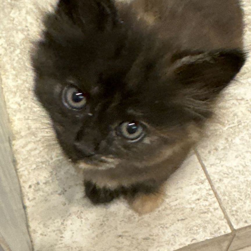 Котята в добрые руки бесплатно