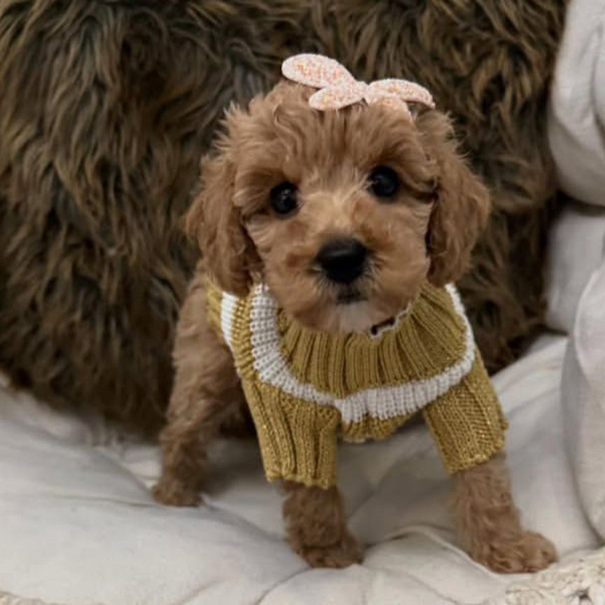 Той-пудель, щенок