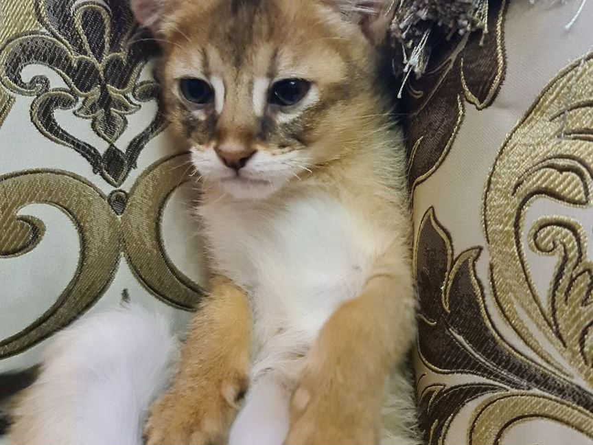 Котята чаузи ф1