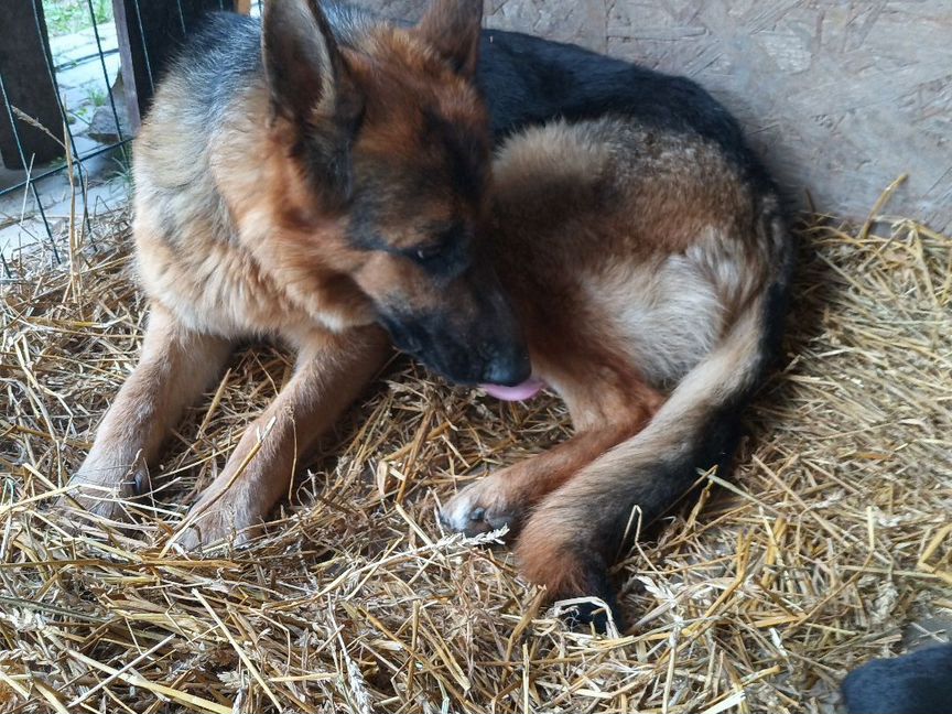 Щенки немецкой овчарки