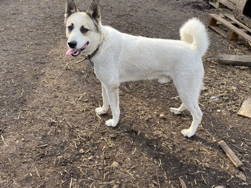 Красивый пес Шурик