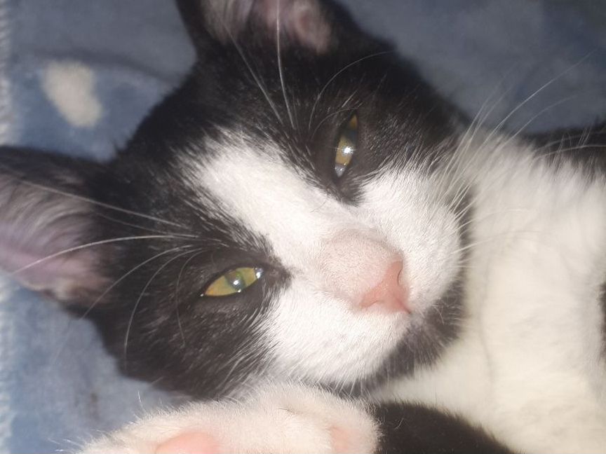 Кошка в добрые руки