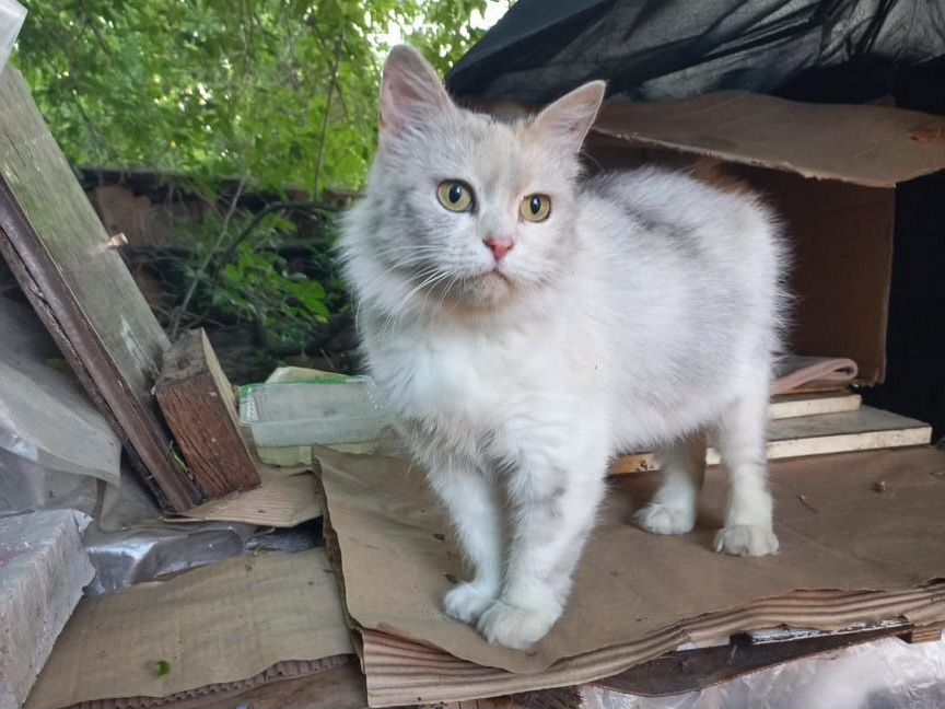 Кошечка была предана