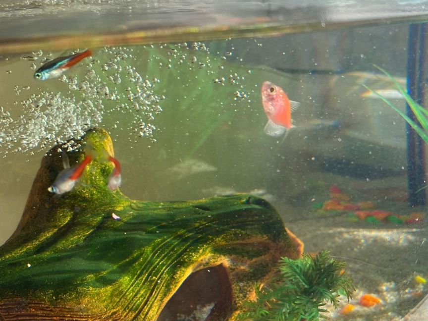 Аквариумные рыбки