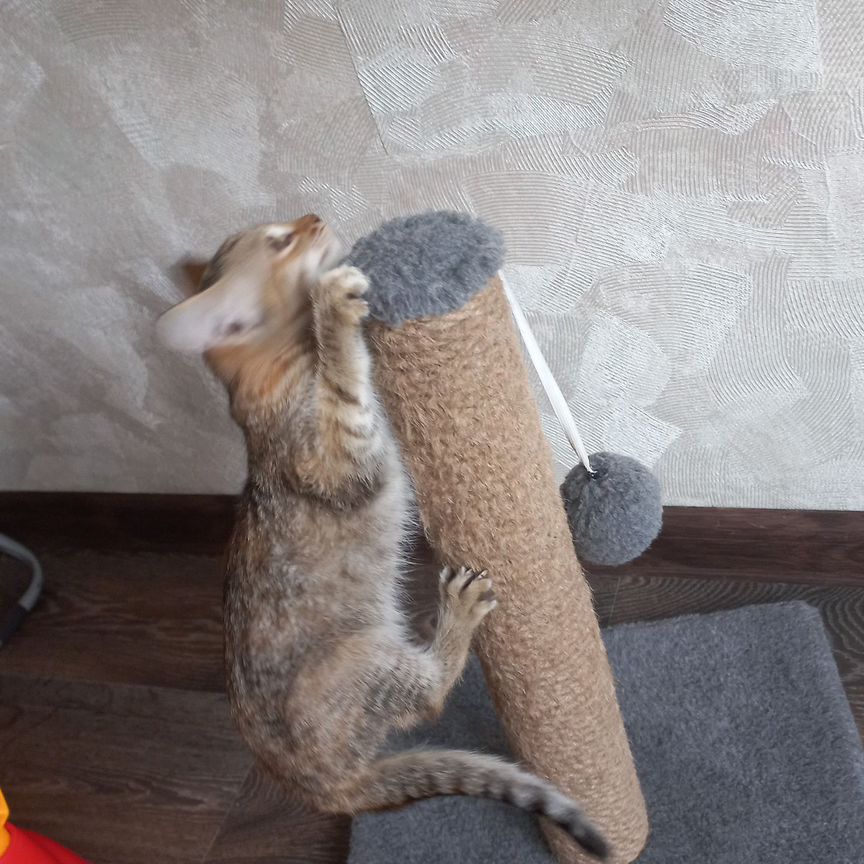 Отдам бесплатно котенка