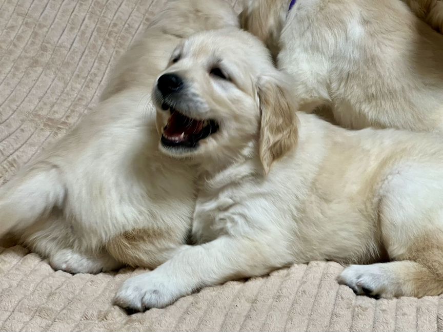 Щенки Золотистого Ретривера