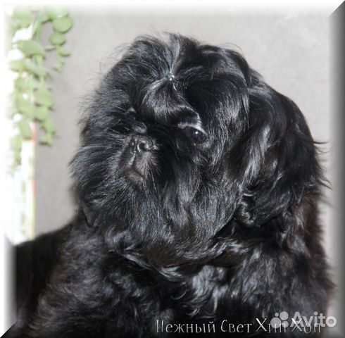 Ши-тцу черный брилиант