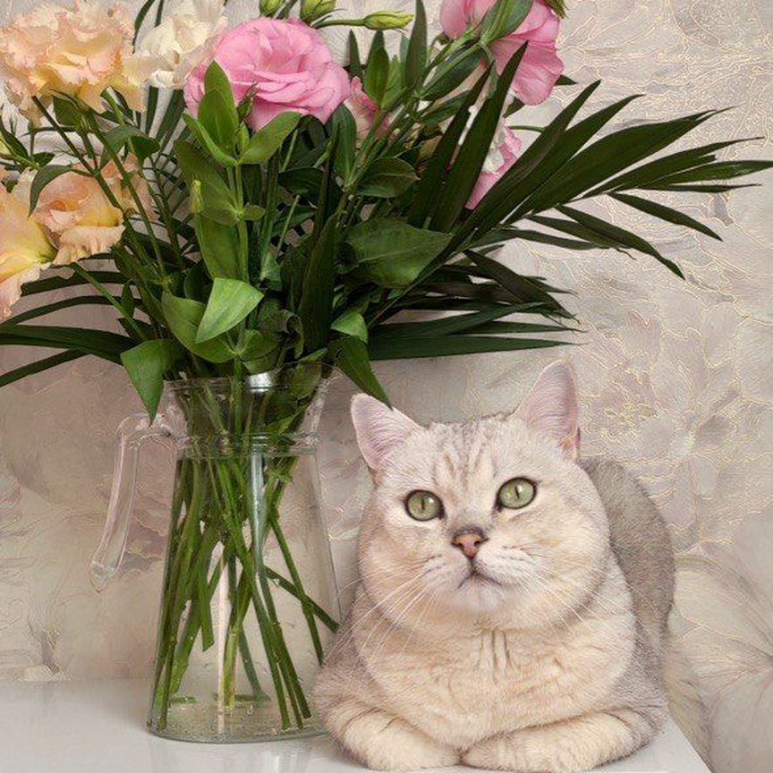 Британский кот Шиншилловый