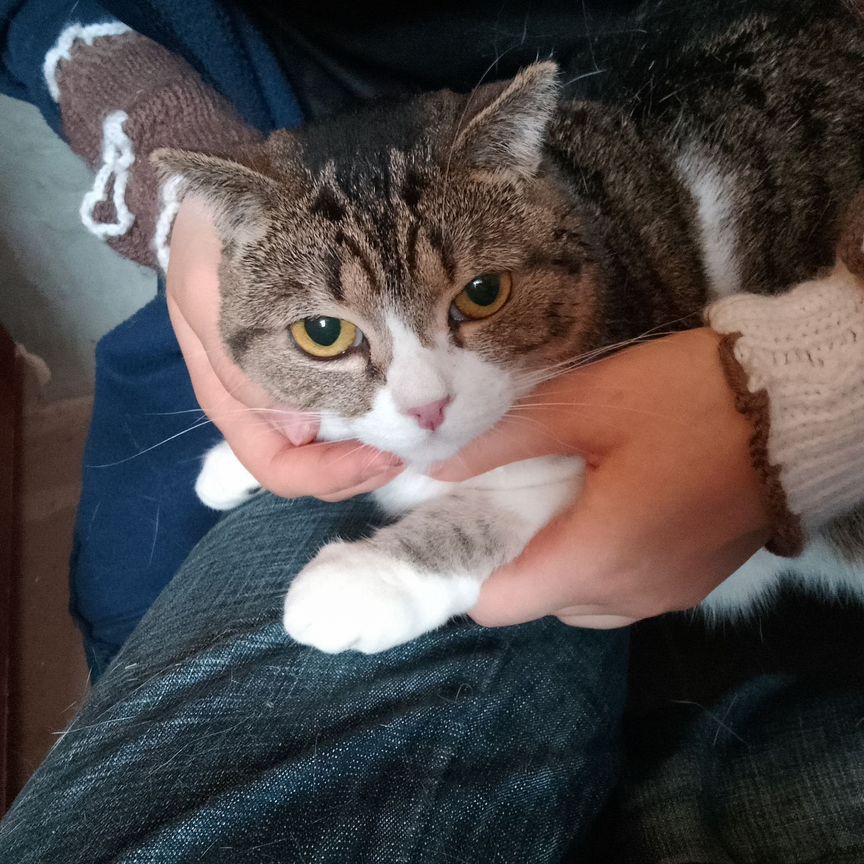 Кот потеряшка