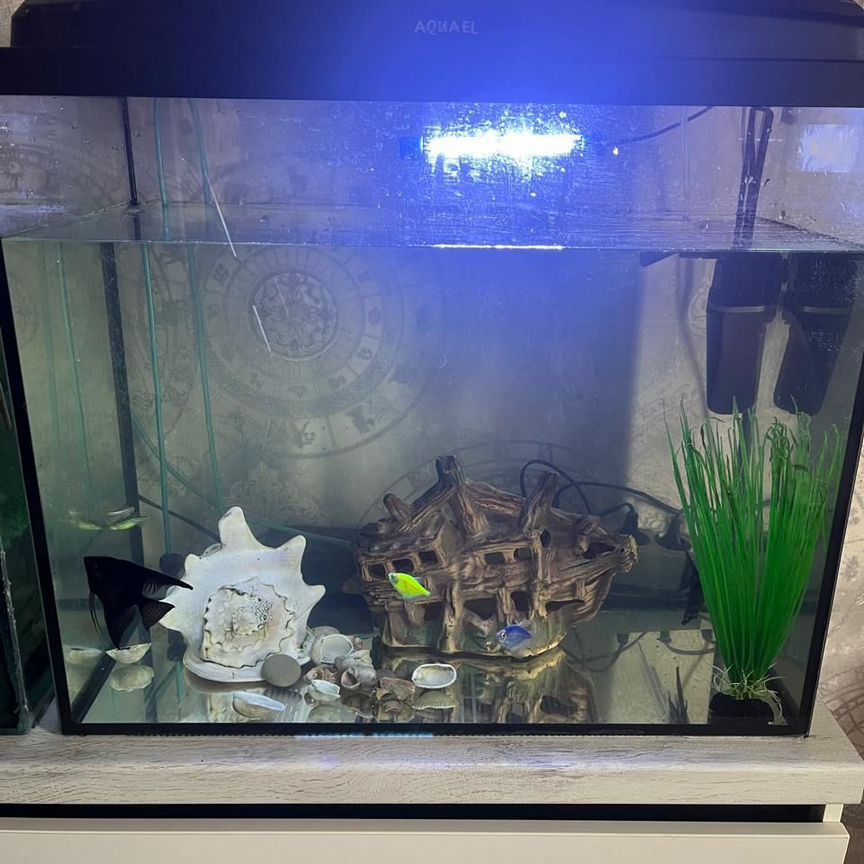 Аквариумы с содержимым