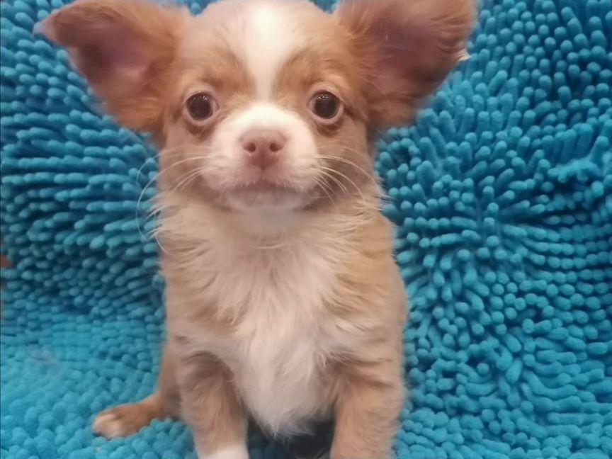 Персиковый мальчик