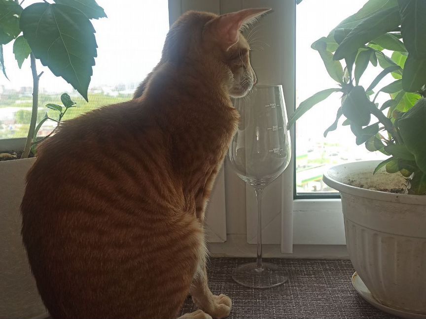 Кошка