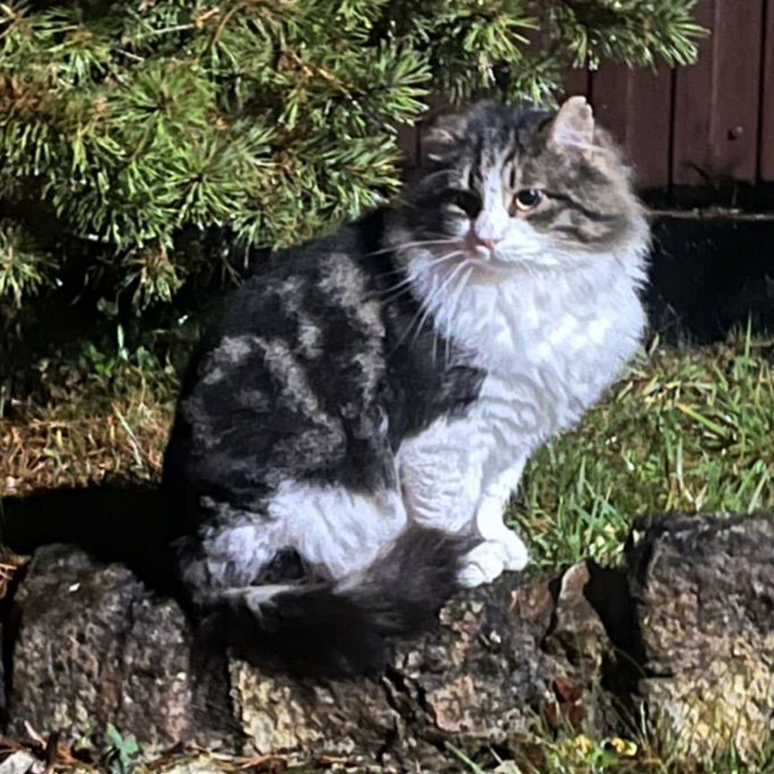 Сибирский кот, взрослый