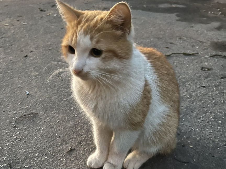 Котик в добрые руки