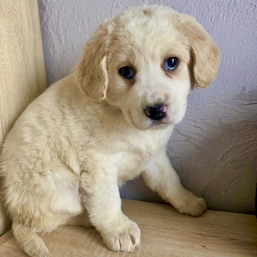 Метисы спаниеля в любящие ручки