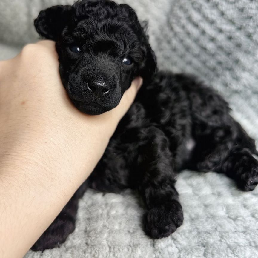 Карликовый пудель, щенок