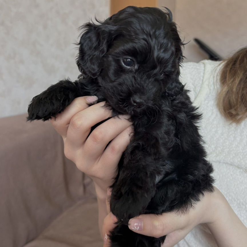 Мальтипу, щенок