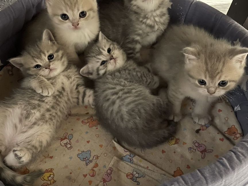 Шотландские котята