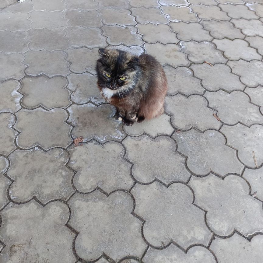 Котята в добрые руки бесплатно девочка