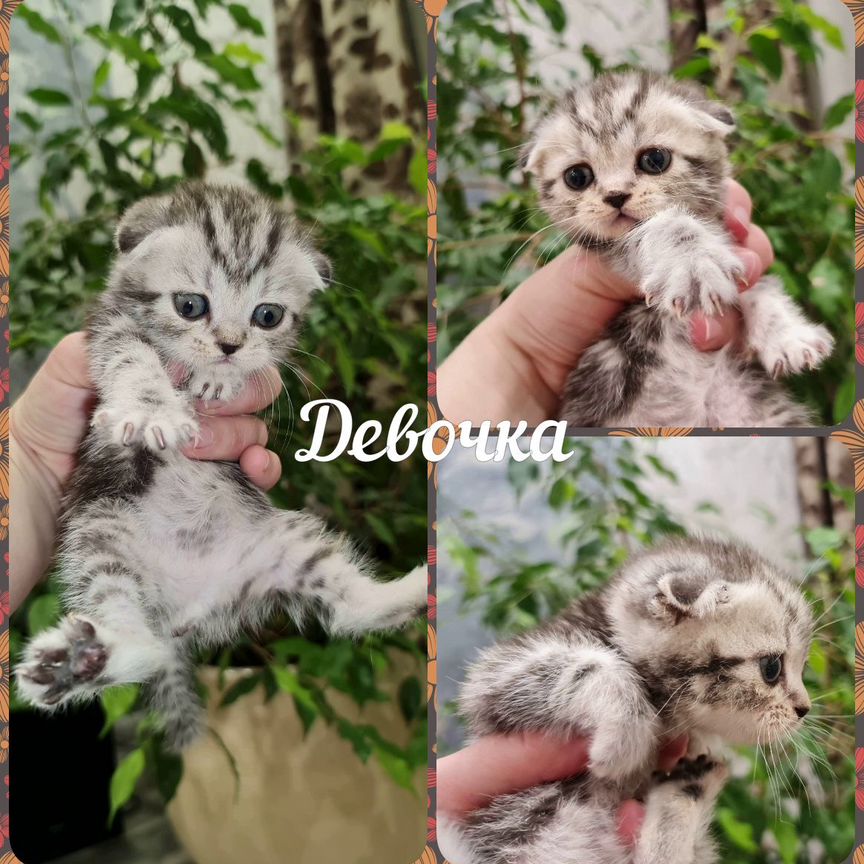 Шотландские вислоухие котята
