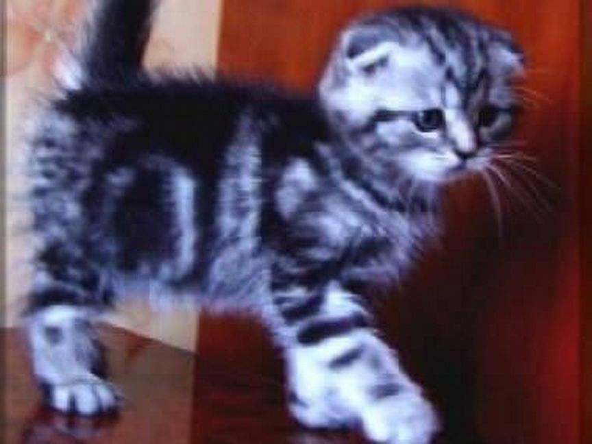 Шотландские котята