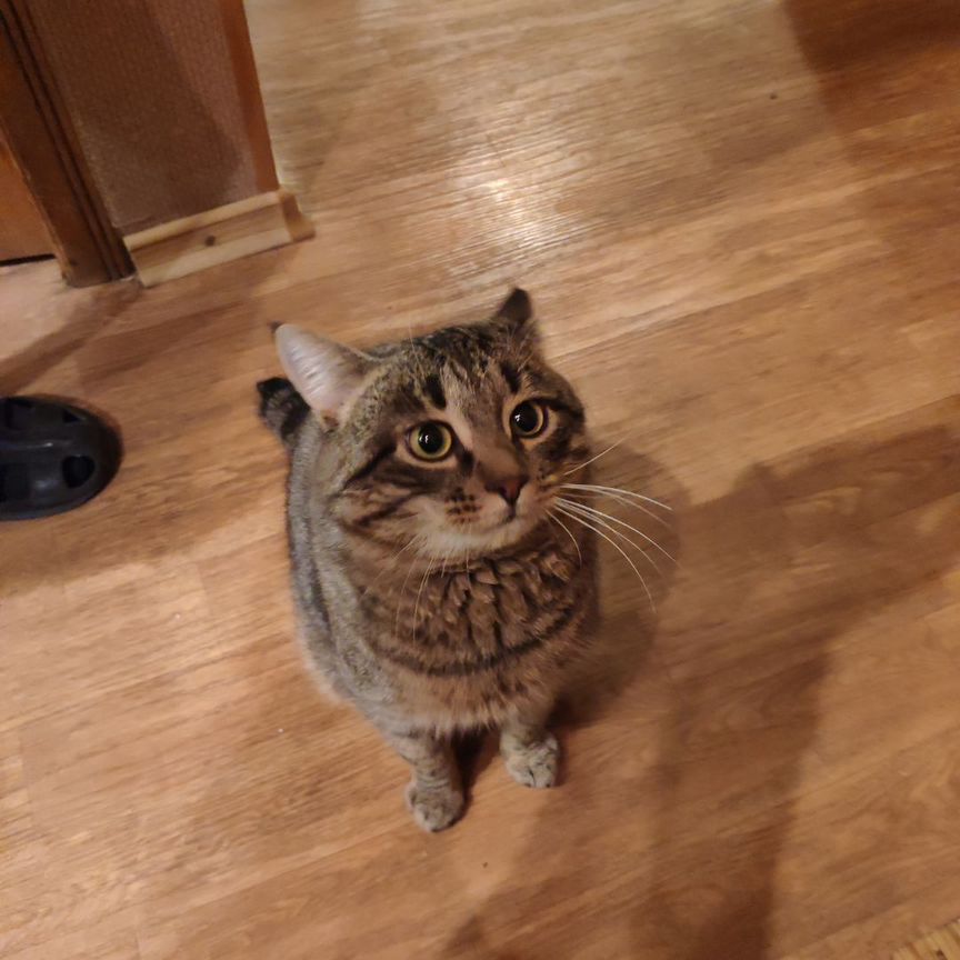 Кот в добрые руки