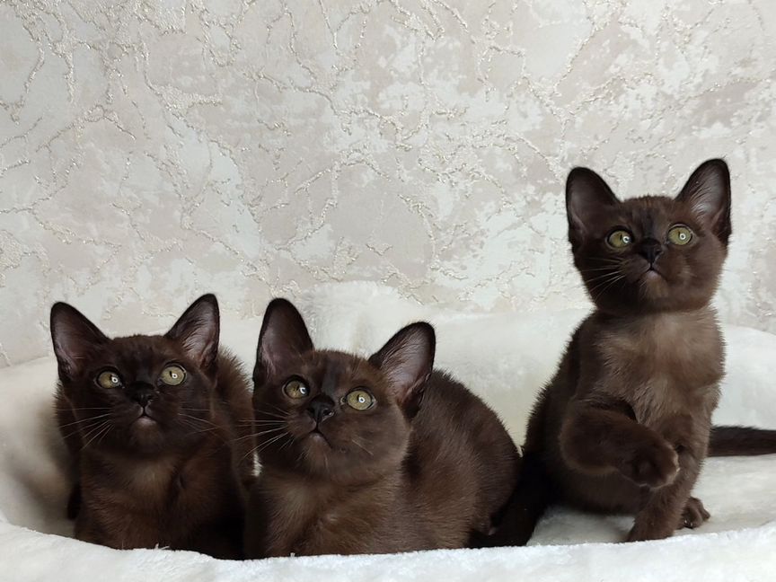 Потрясающие котопёсики