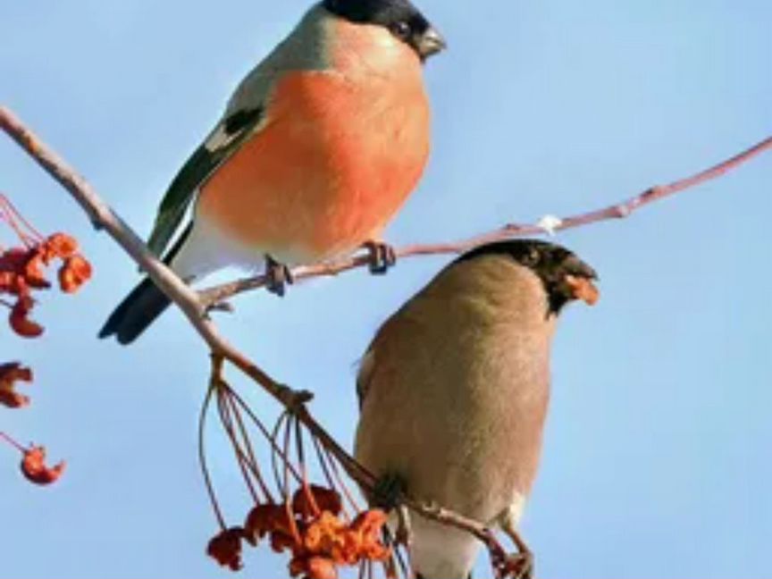 Снегири, чижи