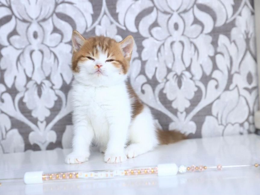 Нарядный британский мальчик