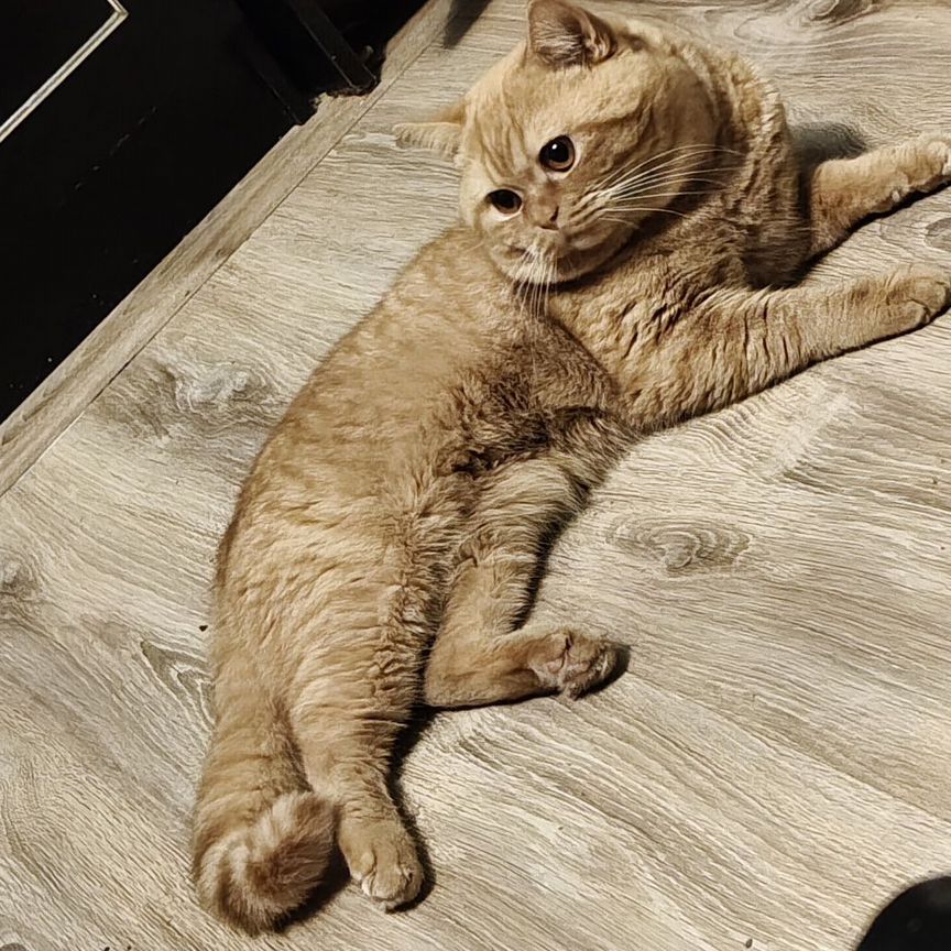 Британский длинношёрстный котёнок