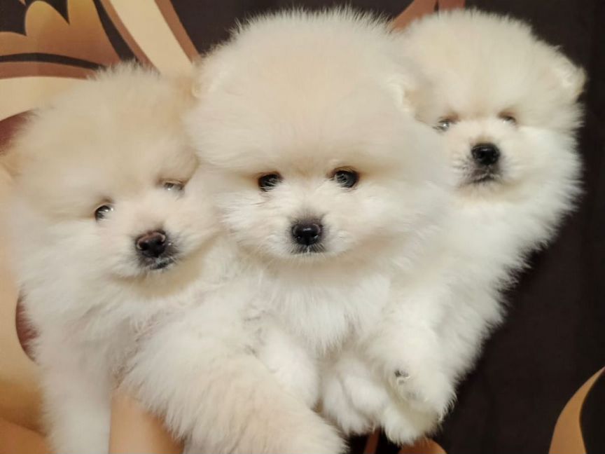 Щенки шпица