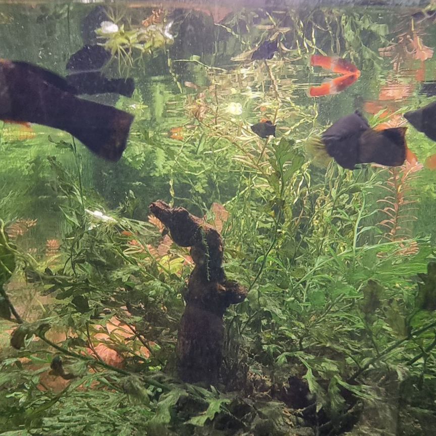 Растения для аквариума, рыбки