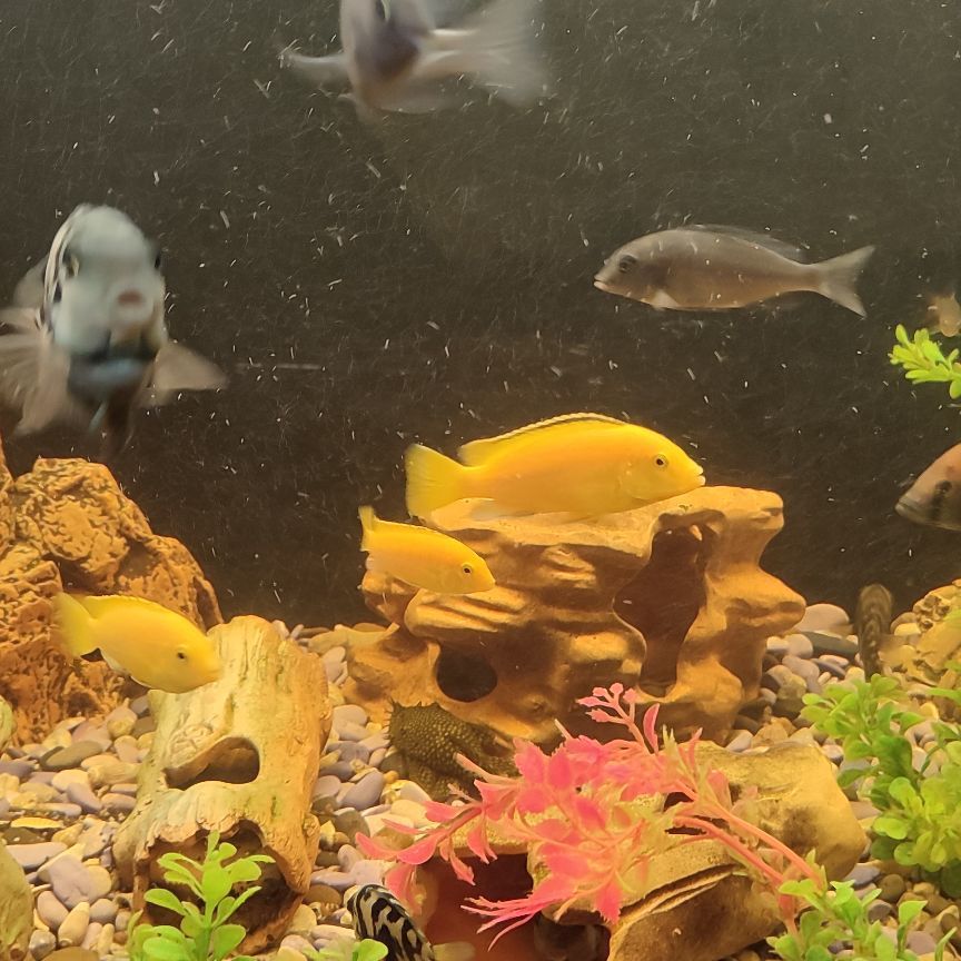 Молодые цихлиды